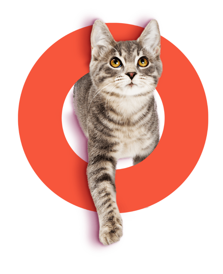 Our Cat Range | Pet Shield