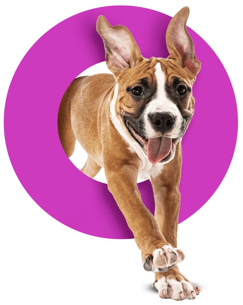 Flea Screen | Worm Screen | Pet Parasite Protection | Pet Shield
